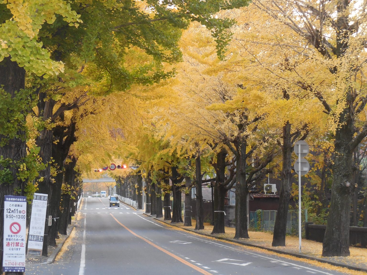 Tenri City Ginkgo and Cherry Blossoms -Wonders of Nara｜Discover Trip ...