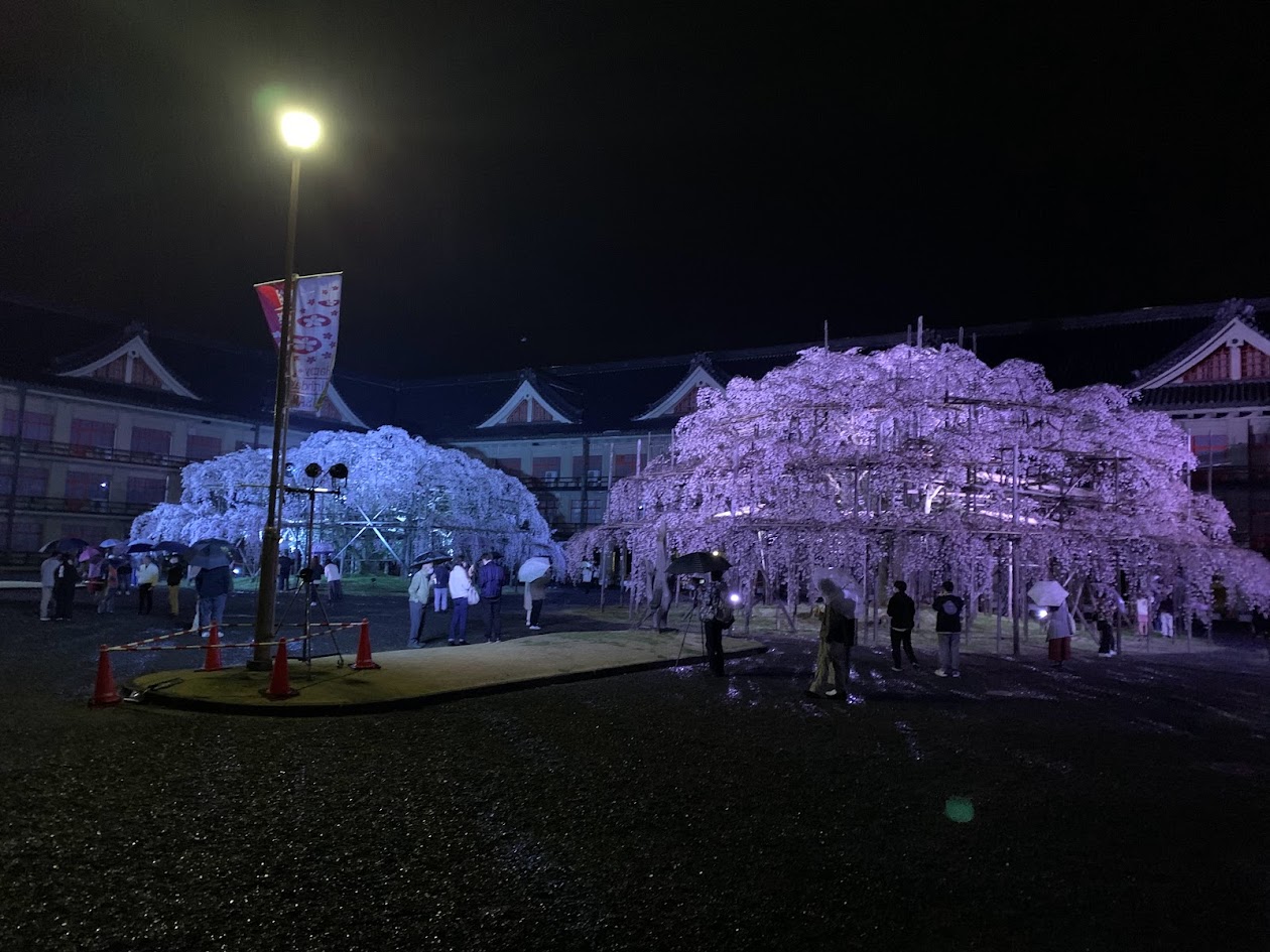 Explore Tenri｜Ginkgo Road, Weeping Cherry Blossoms【Wonders of Nara ...