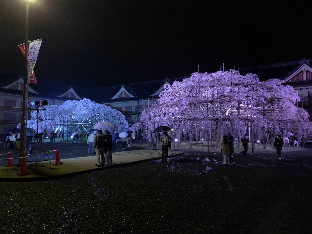 Explore Tenri｜Ginkgo Road, Weeping Cherry Blossoms【Wonders of Nara ...