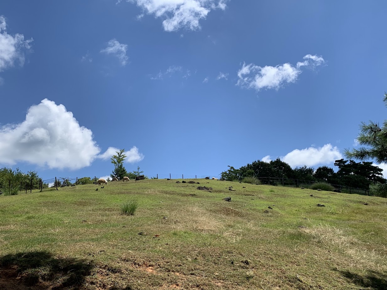 Explore Mount Kono Area｜Sheep, Scenic Hikes & Gorge【Wonders of Nara ...
